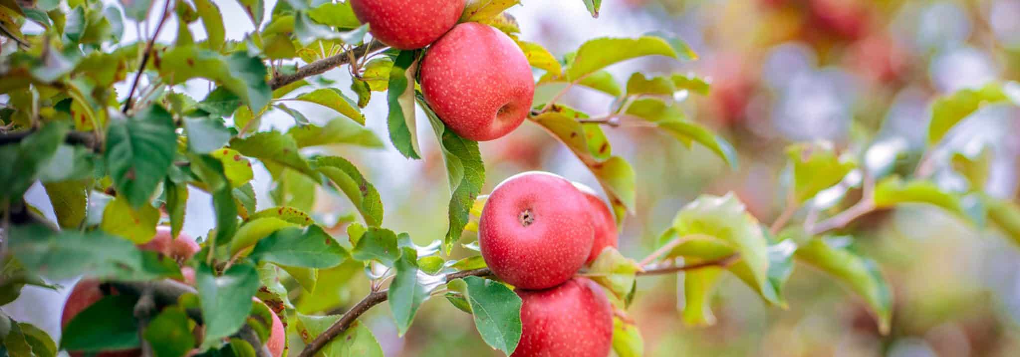 The life cycle on the tree | Pink Lady®